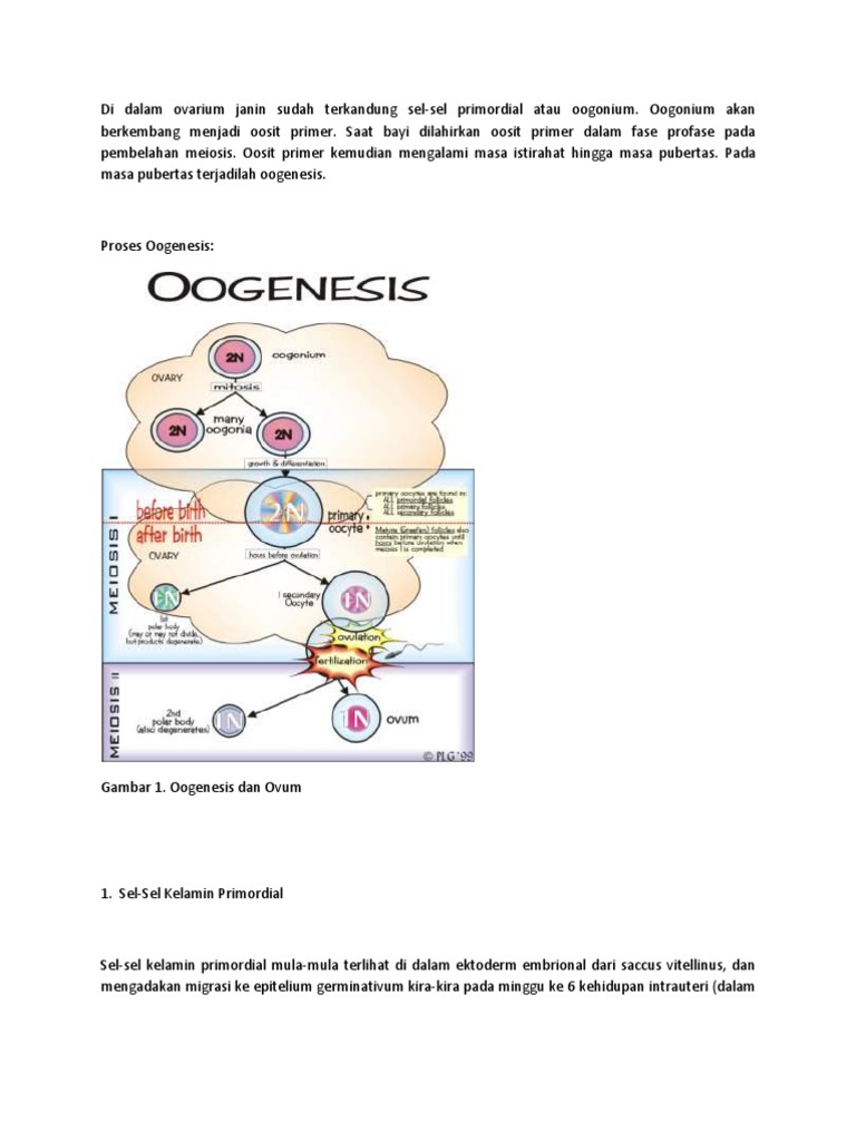 Oogenesis | PDF