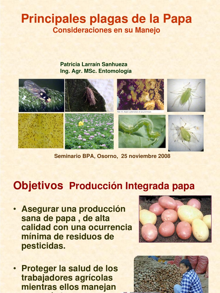 Principales Plagas de La Papa