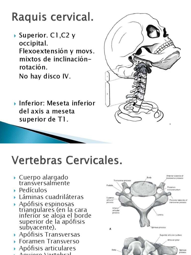 Cervical | PDF | Anatomía | Sistema musculoesquelético