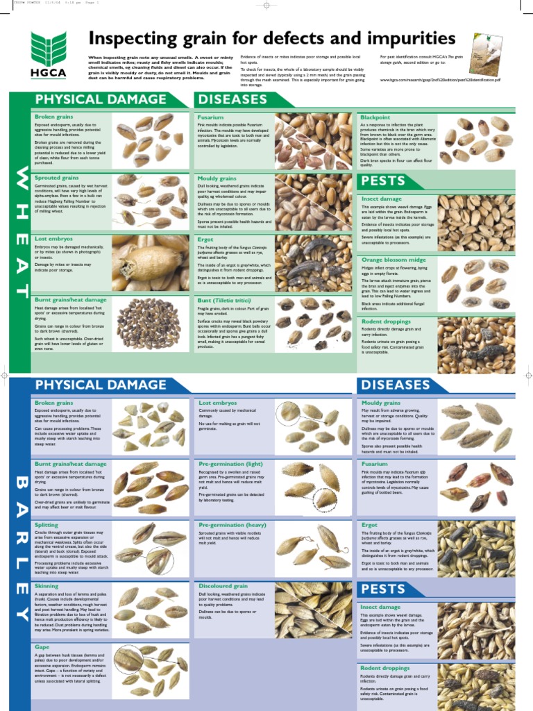 Grain Inspection Poster | PDF | Cereals | Mycotoxin
