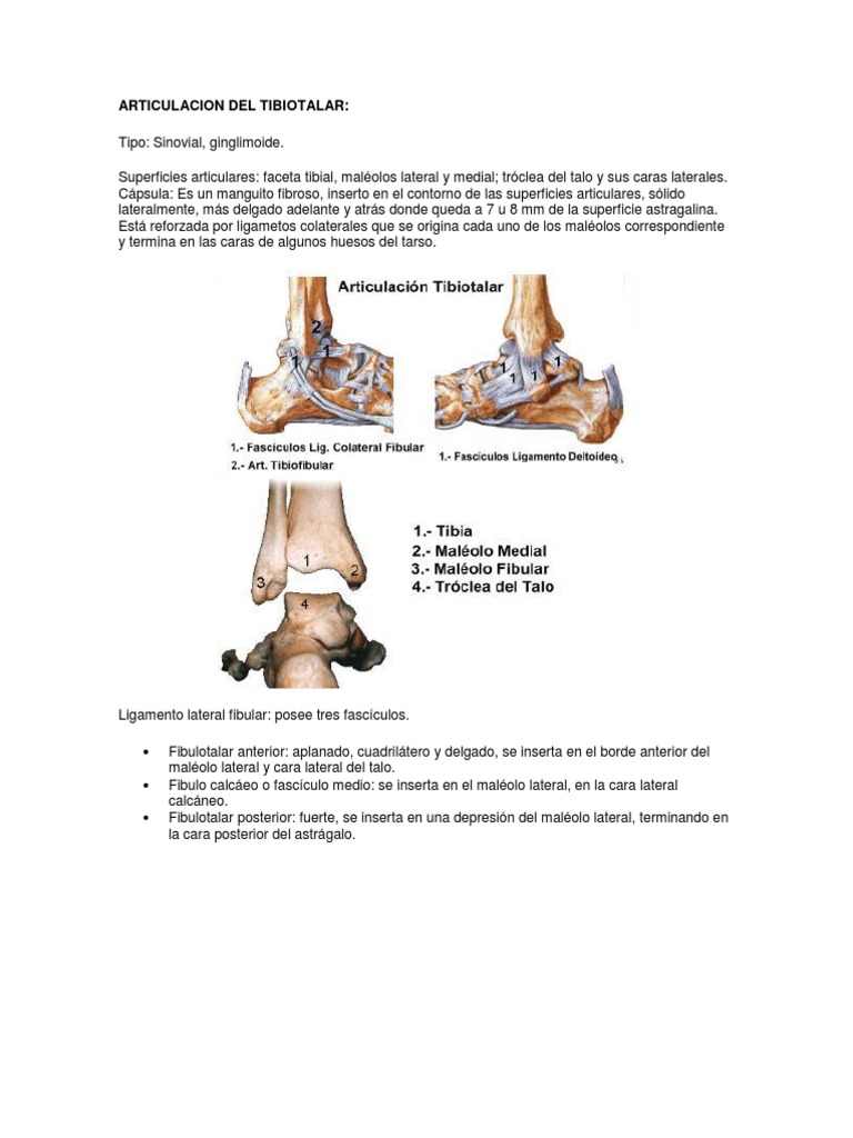 Articulacion Del Tibiotalar