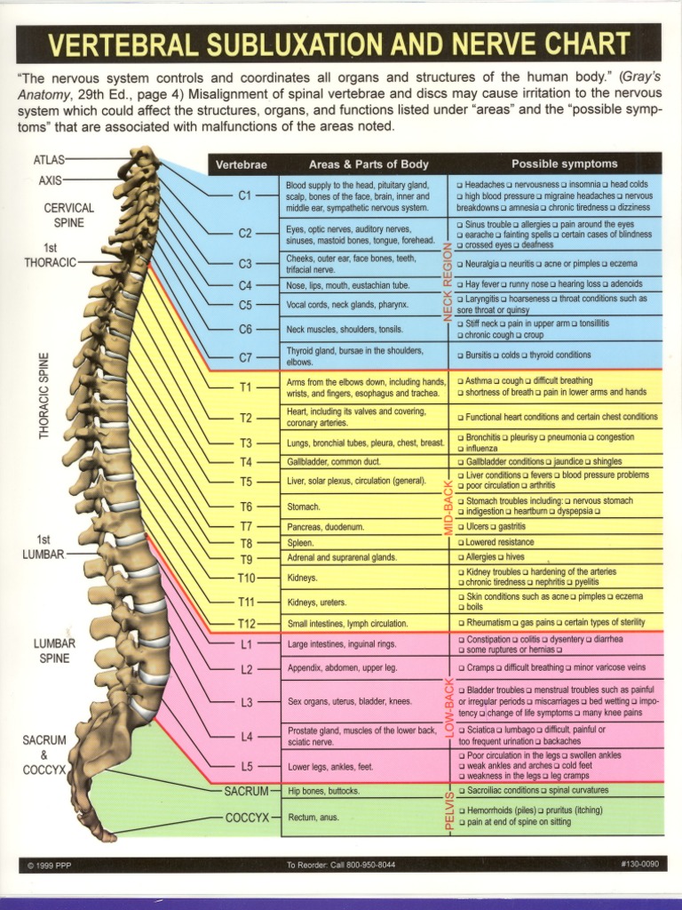 Vertebral Subluxation and Nerve Chart | PDF