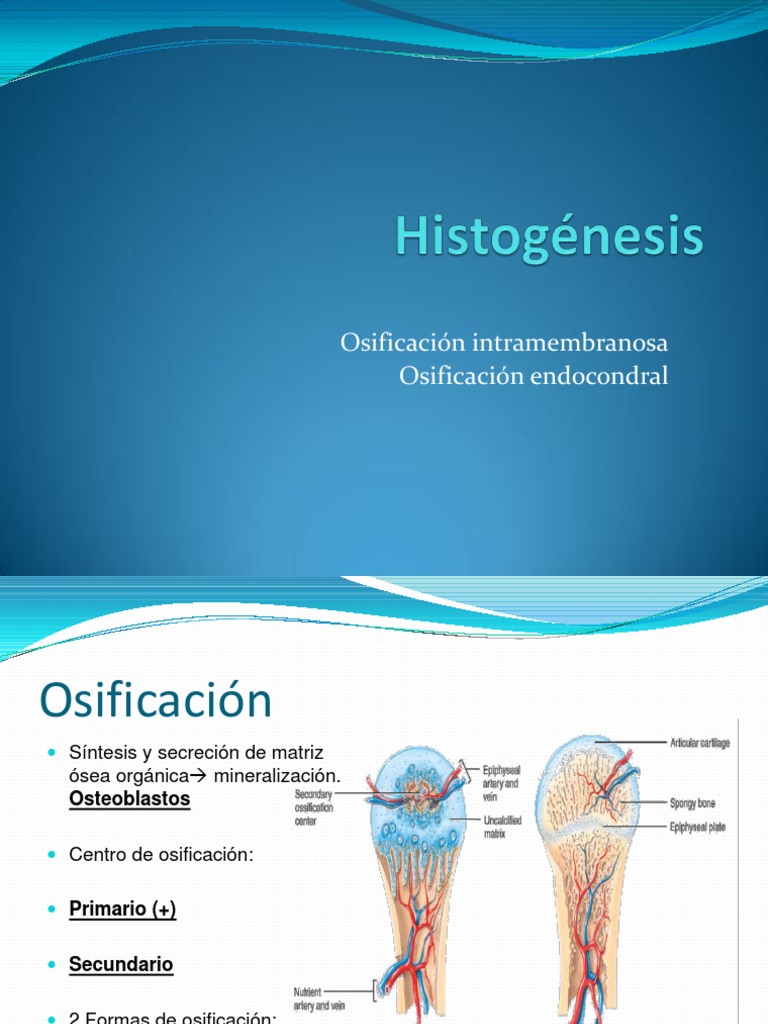 Histogénesis | PDF | Hueso | Histología