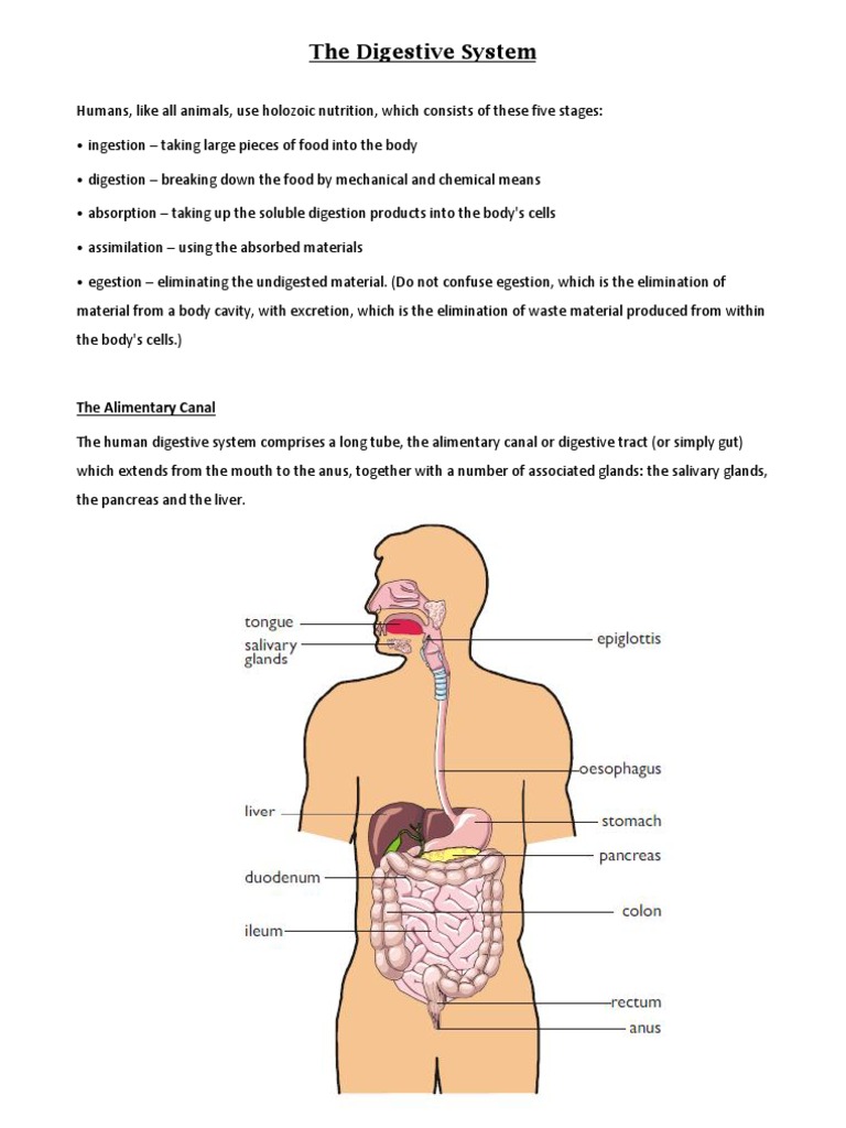 The Digestive System A Level Notes | PDF | Digestion | Gastrointestinal ...
