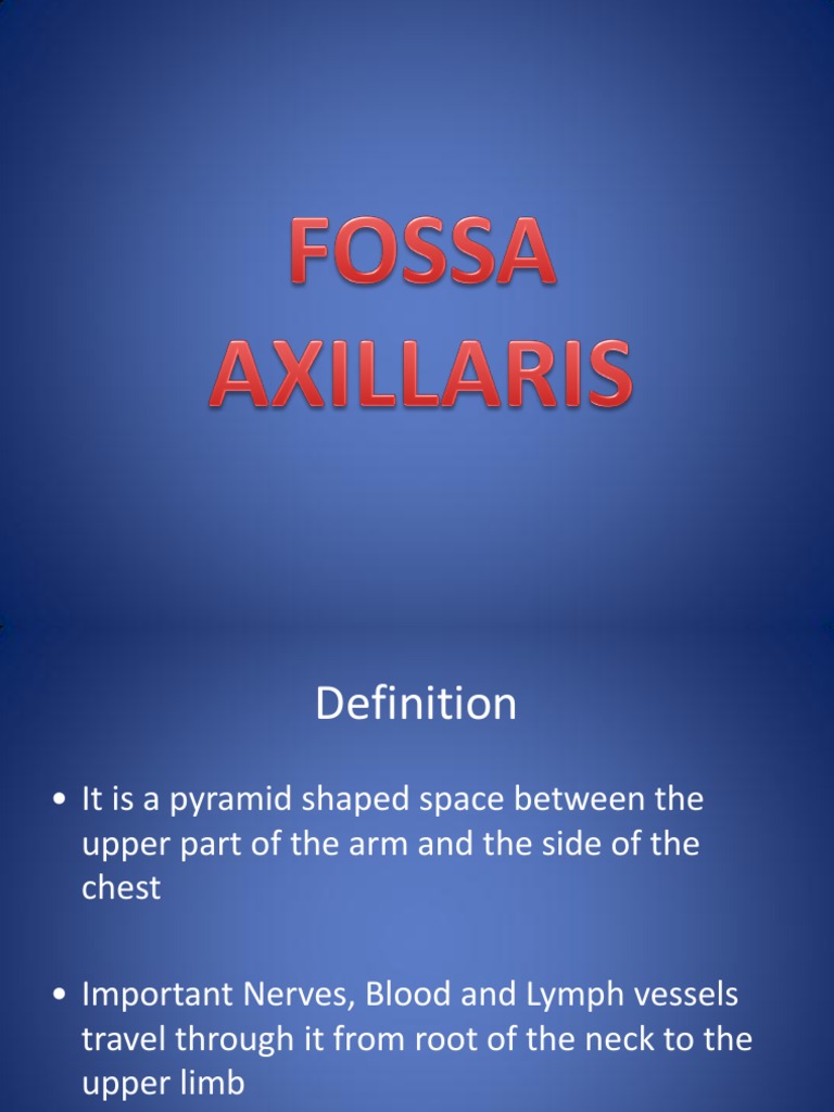 Anatomi Fossa Axillaris | PDF | Arm | Limbs (Anatomy)