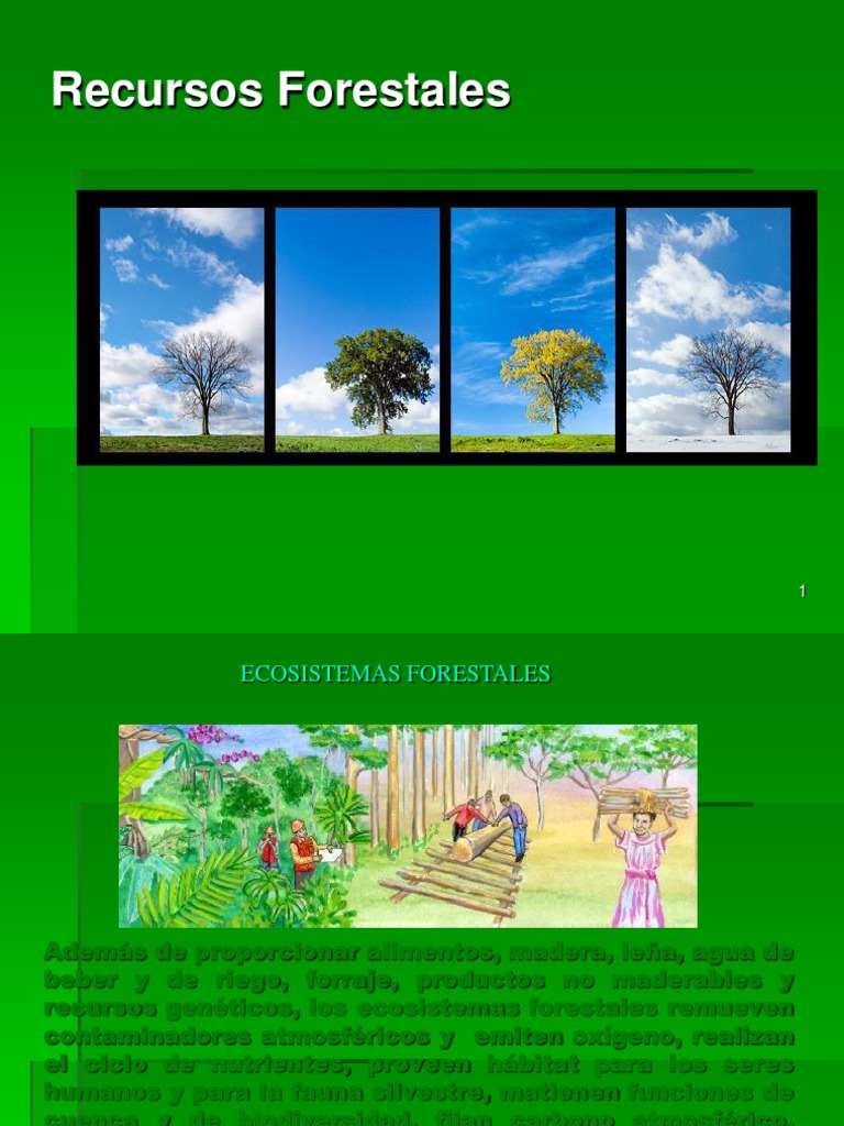 Recursos Forestales y su Importancia | PDF | Los bosques | Deforestación