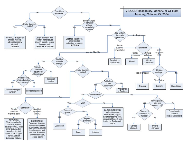Histology Viscus Flow Chart | PDF