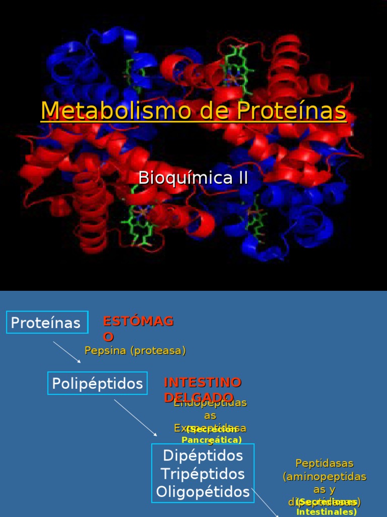 Metabolismo de Las Proteínas | PDF | Aminoácidos | Transaminasa