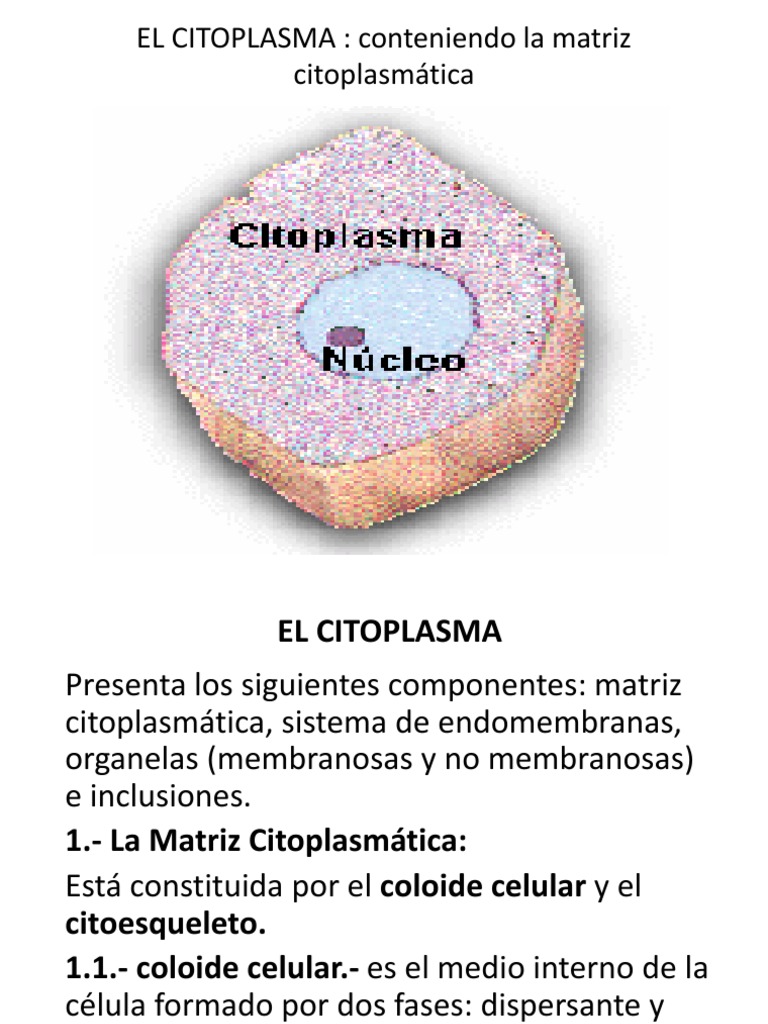 El Citoplasma | PDF | Citoplasma | Citosol