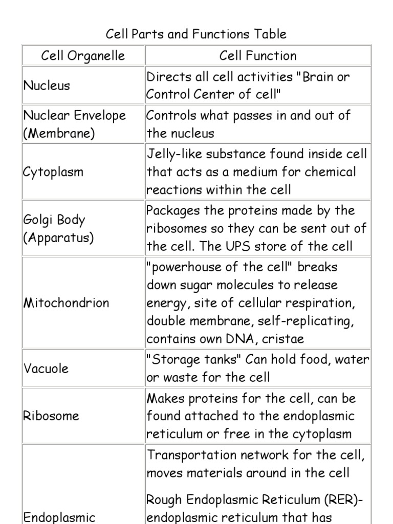 Cell Parts and Functions Table | Endoplasmic Reticulum | Cell (Biology)