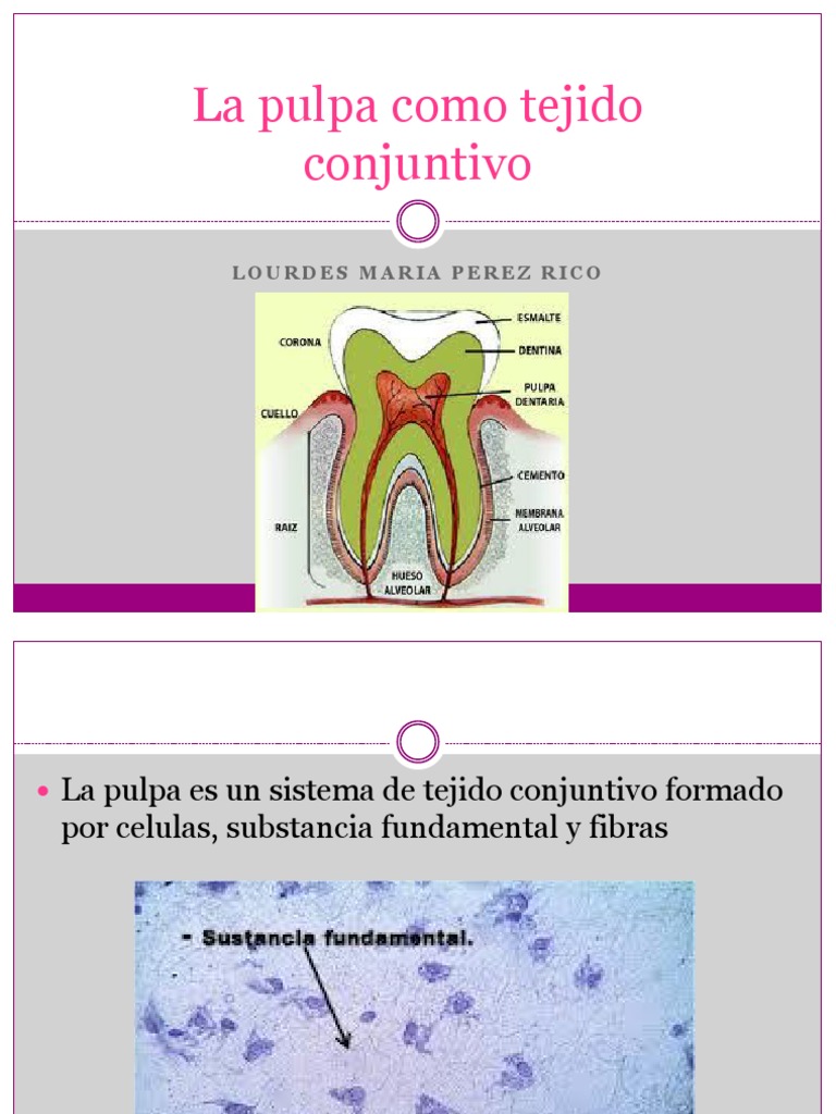 Capitulo 4 - La Pulpa Como Tejido Conjuntivo | PDF | Biología | Anatomía