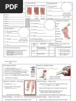 Skeletal System Worksheet1 | PDF | Arm | Shoulder