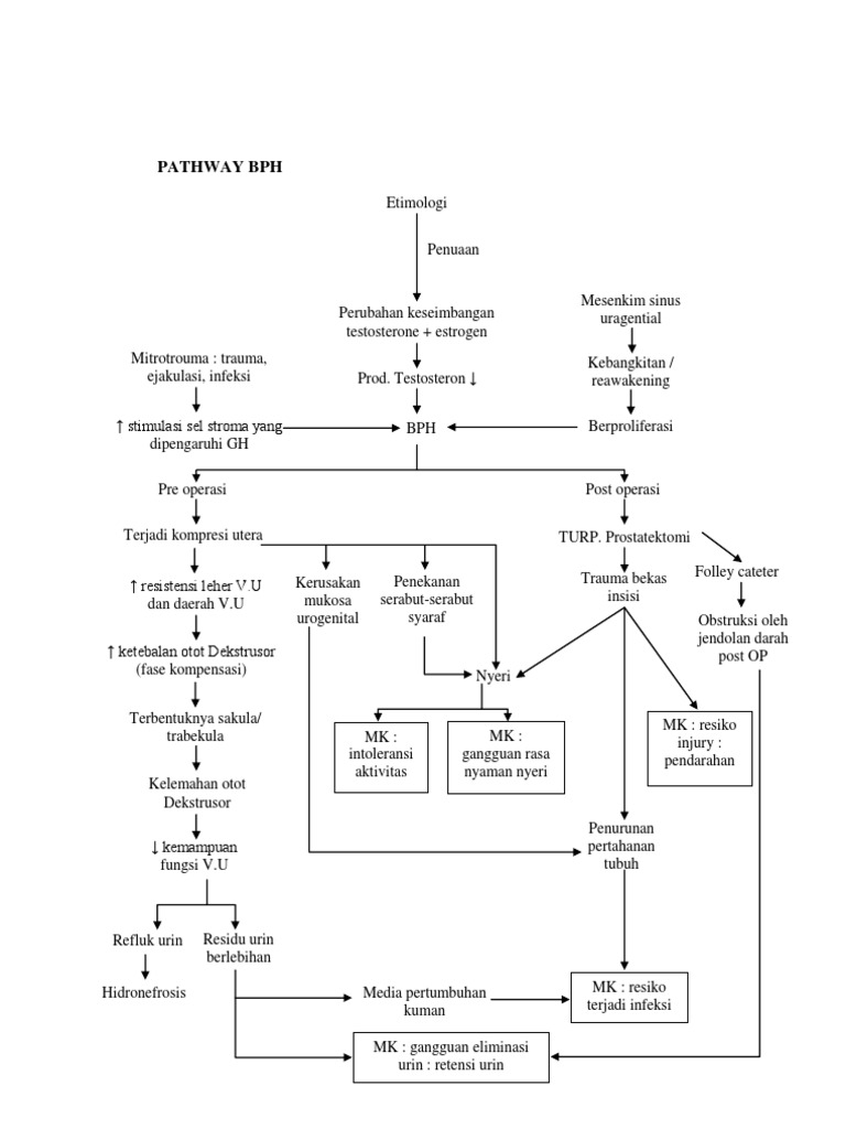 Pathway BPH | PDF