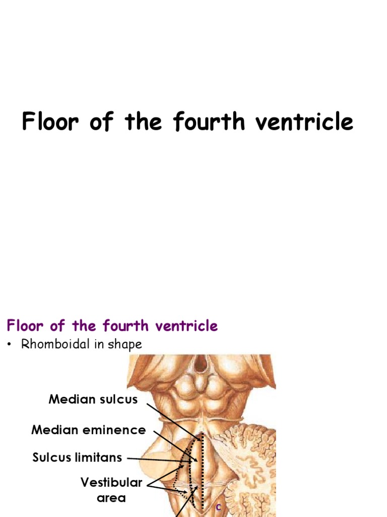 Floor of The Fourth Ventricle | PDF | Uterus | Cerebral Cortex
