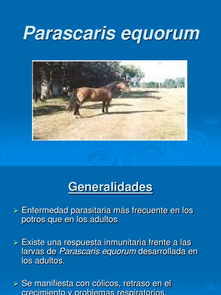 Parascaris Equorum | PDF | Huevo | Intestino delgado