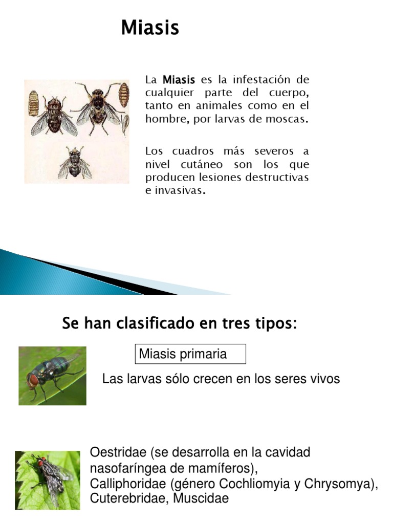 Miasis ATENEO | Medicina | Enfermedades y trastornos