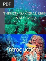 Coral Identification Guide for Divers | PDF | Coral | Coral Reef