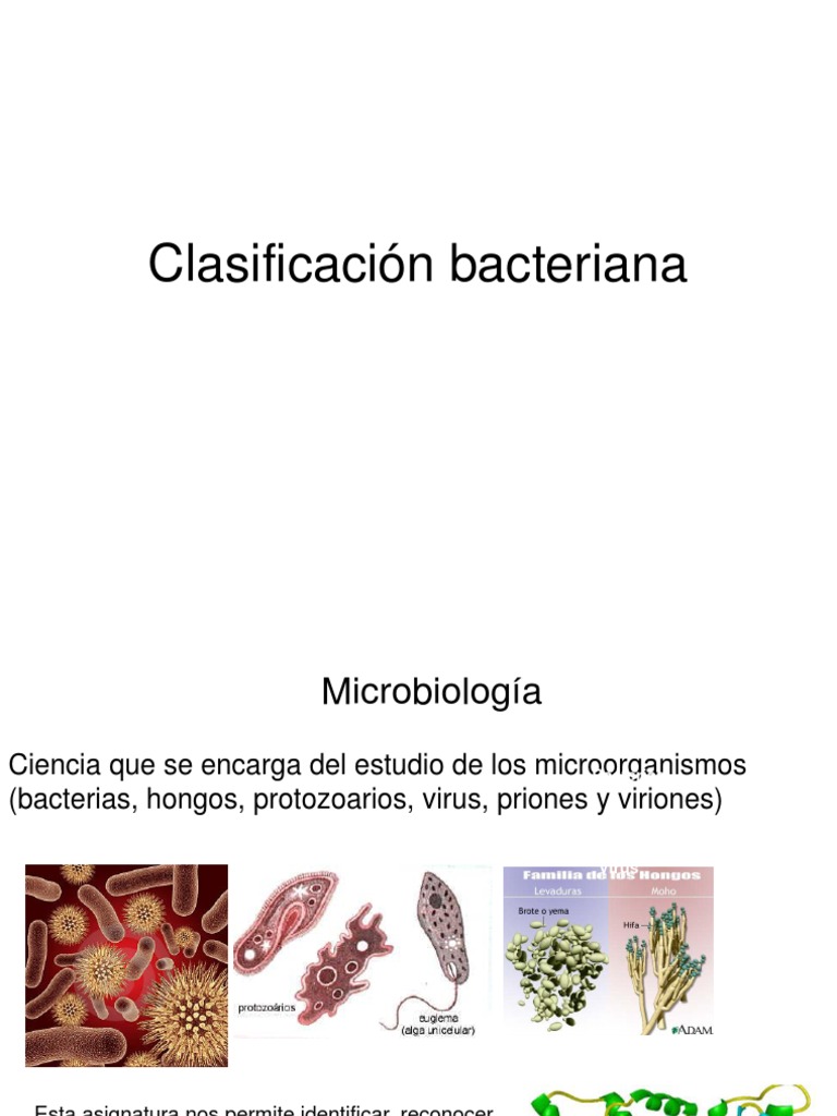 clasificación bacteriana | Las bacterias | Taxonomía (biología)