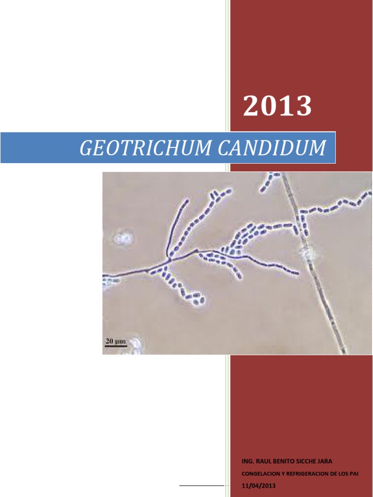 Geotrichum candidum: Patógeno en frutas | PDF | Anticuerpo | Hongo