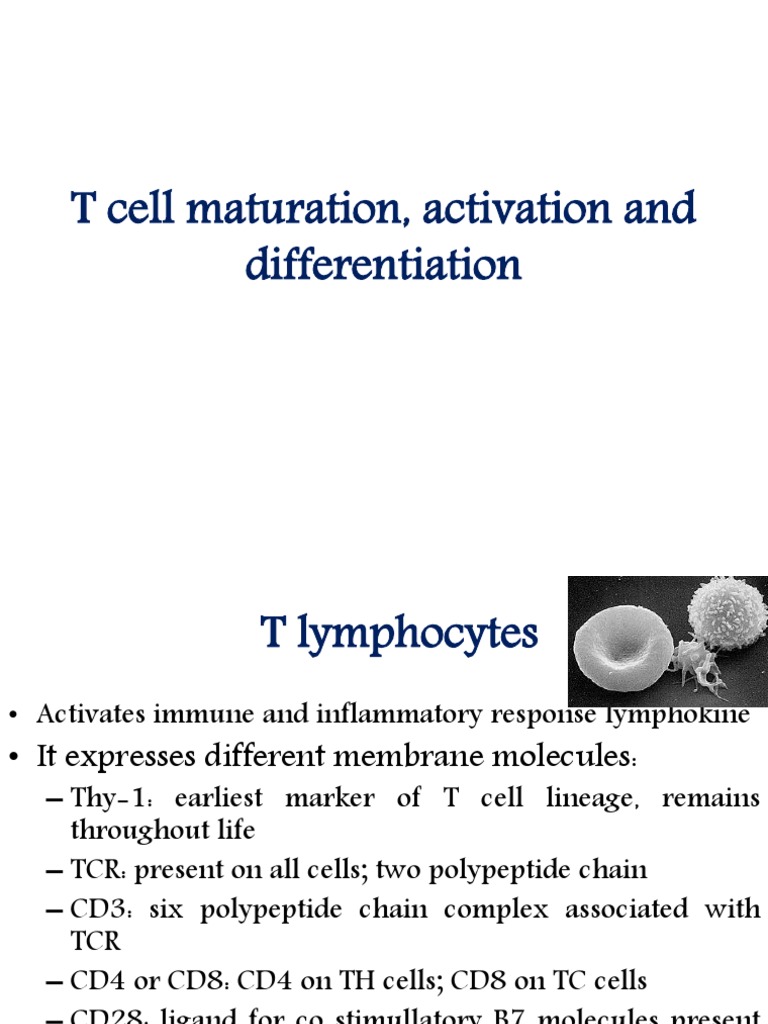 T Cell Maturation, Activation and Differentiation | PDF | T Cell ...