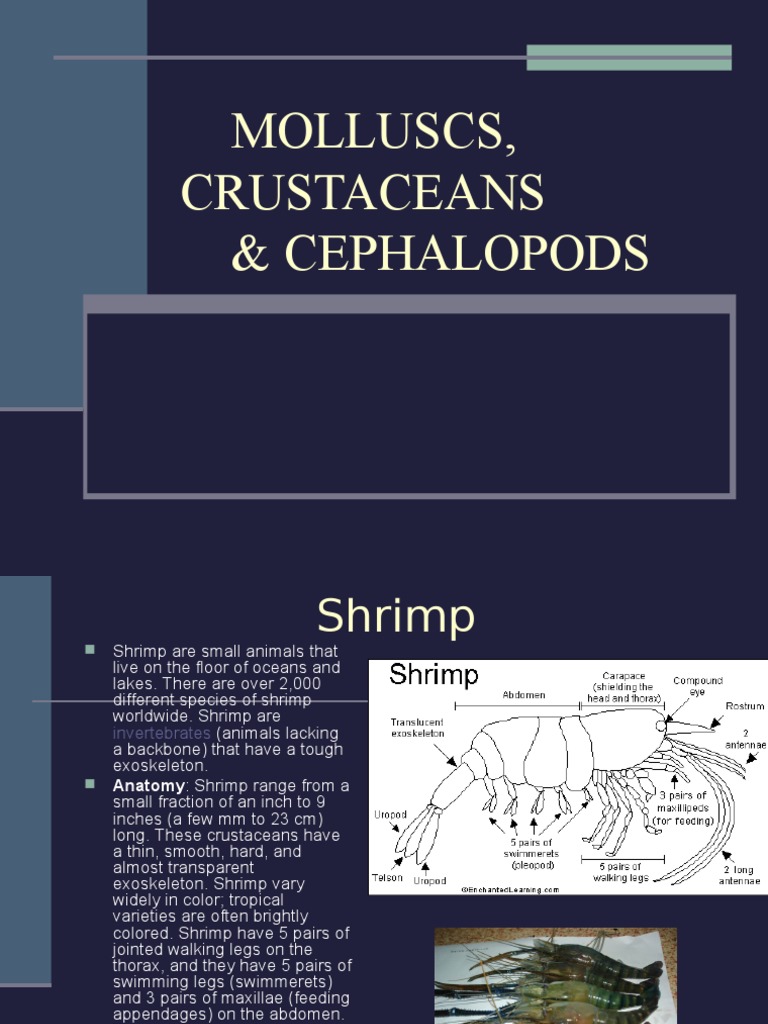 Molluscs Crustaceans & Cephalopods Species Only | PDF | Bivalvia | Shrimp