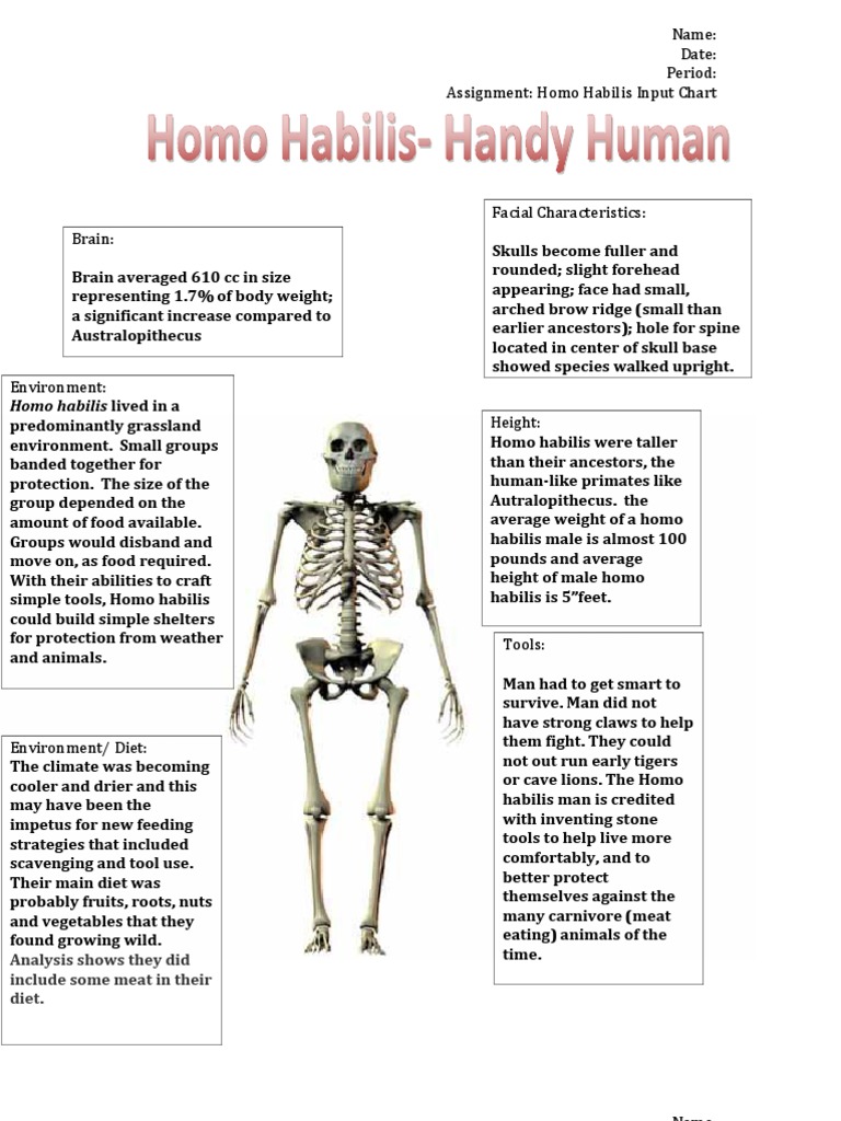 Hobo Habilis | PDF | Homo | Lucy (Australopithecus)
