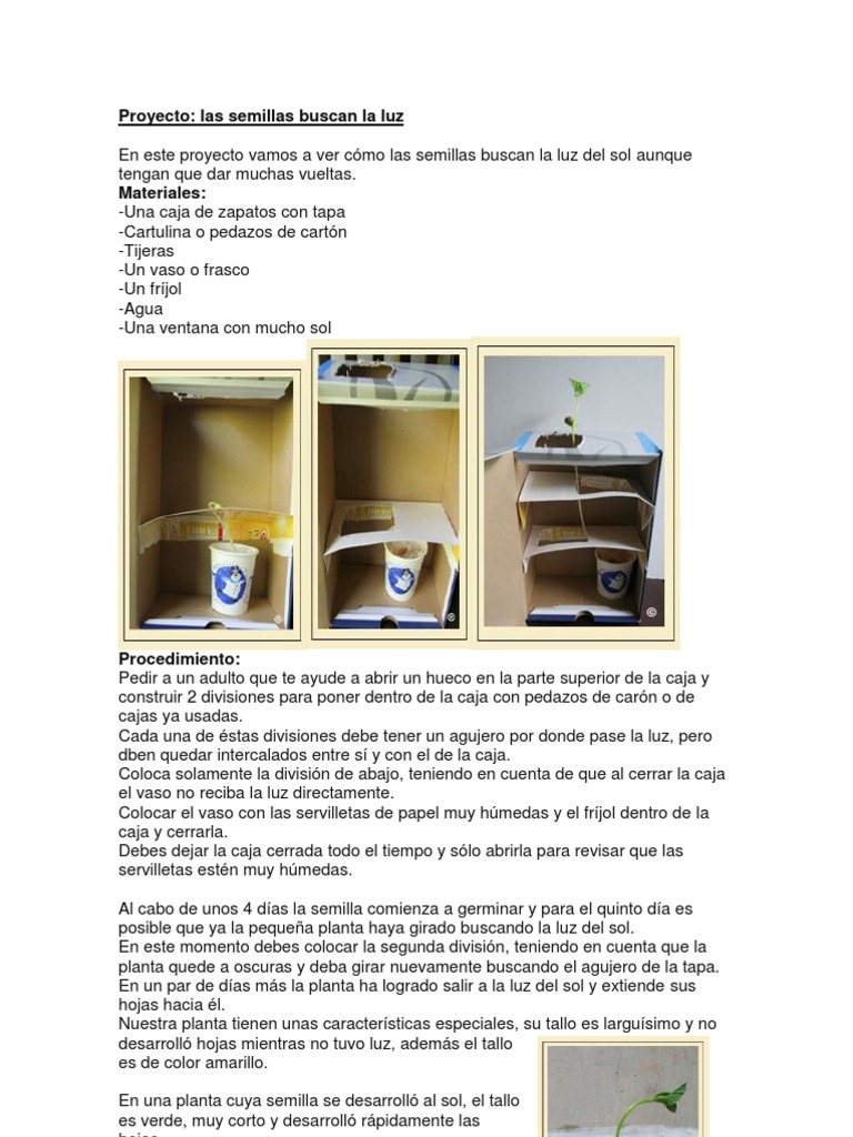 Experimento de plantas: luz y oscuridad | PDF