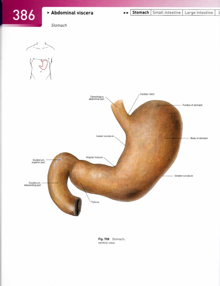 Gaster Anatomy | PDF