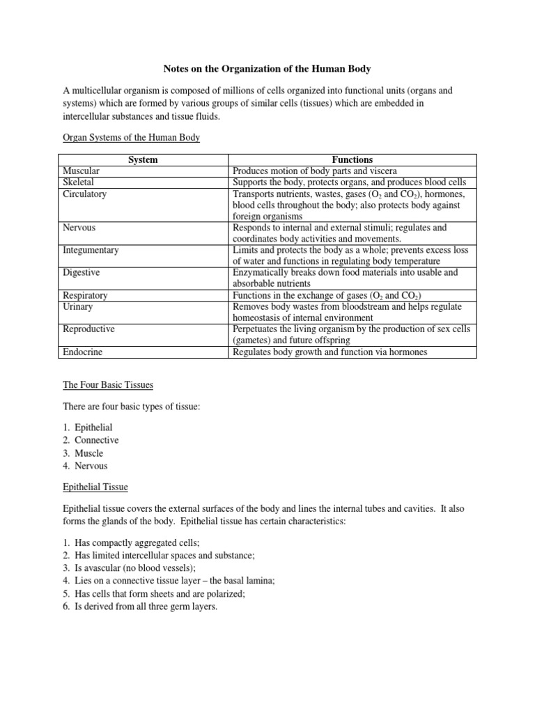 Human Body Organization | PDF | Epithelium | Tissue (Biology)