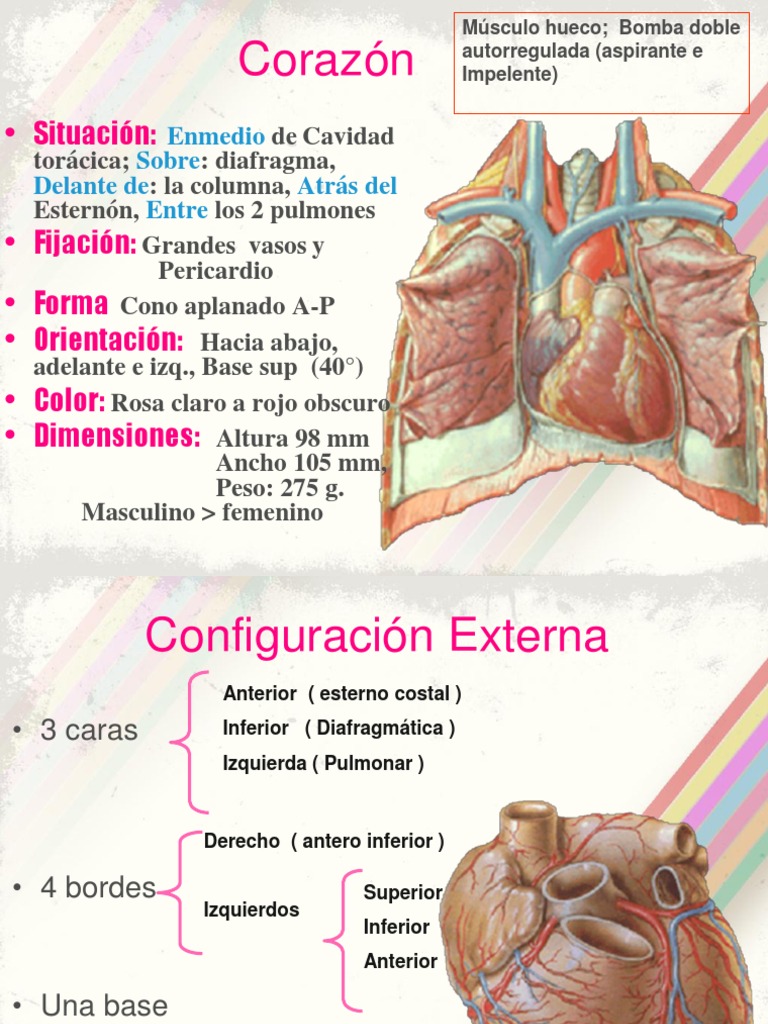Anatomia Del Corazon | Heart | Ventricle (Heart)