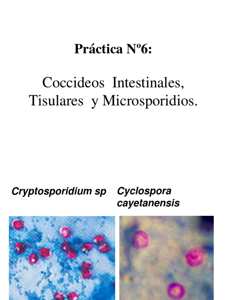 6.identificación de Coccideos y Microsporidios | PDF