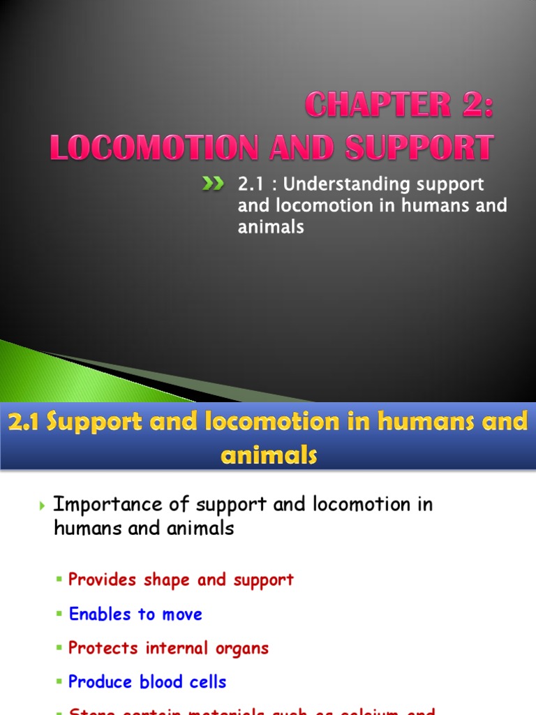 Locomotion and Support | PDF | Vertebral Column | Vertebra