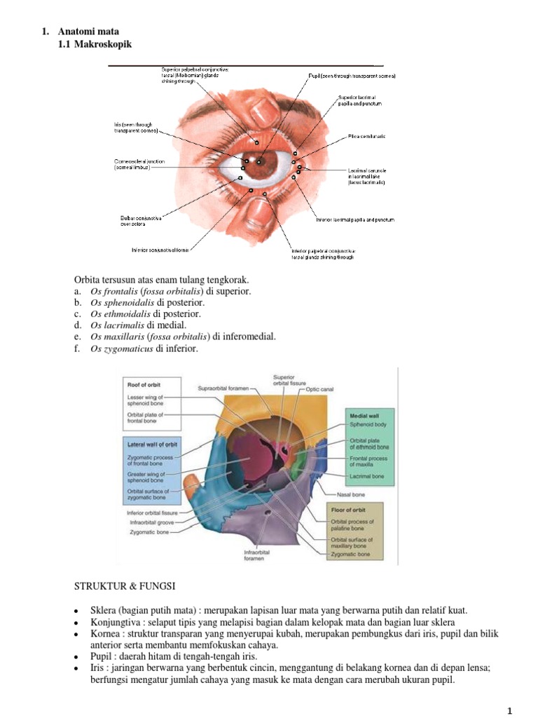 mata merah visus normal dan visus turun