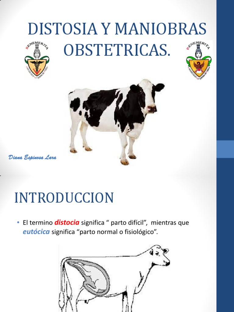 Distosia y Maniobras Obstetricas | PDF | Parto | Medicina CLINICA