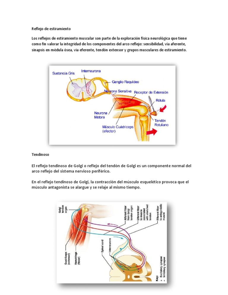 Reflejos musculares: estiramiento y tendinoso | PDF