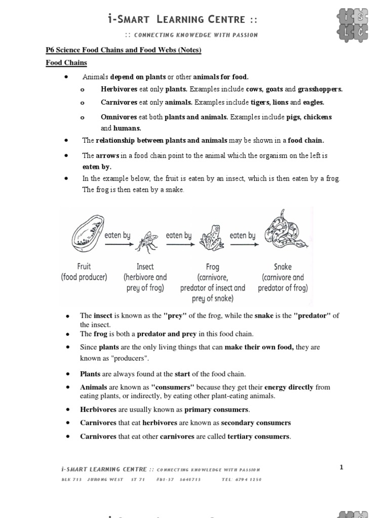 P6 Science Food Chains and Food Webs (Notes) | Food Web | Predation
