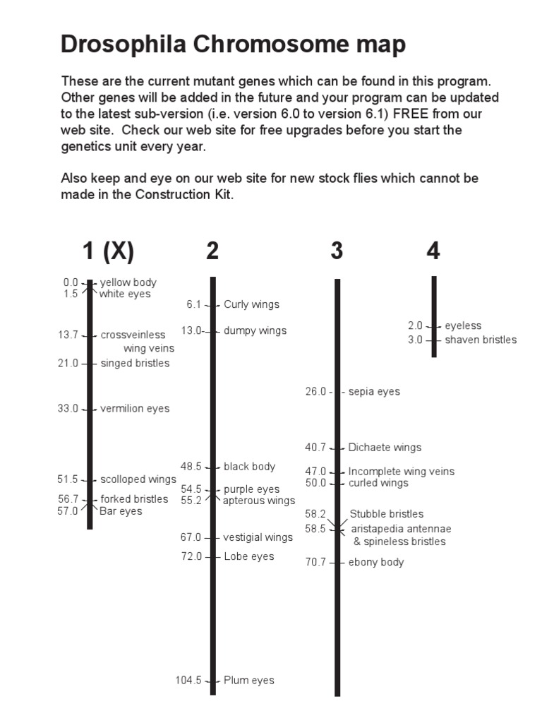 Drosophila Chromosome Map: © Newbyte Educational Software Drosophila ...