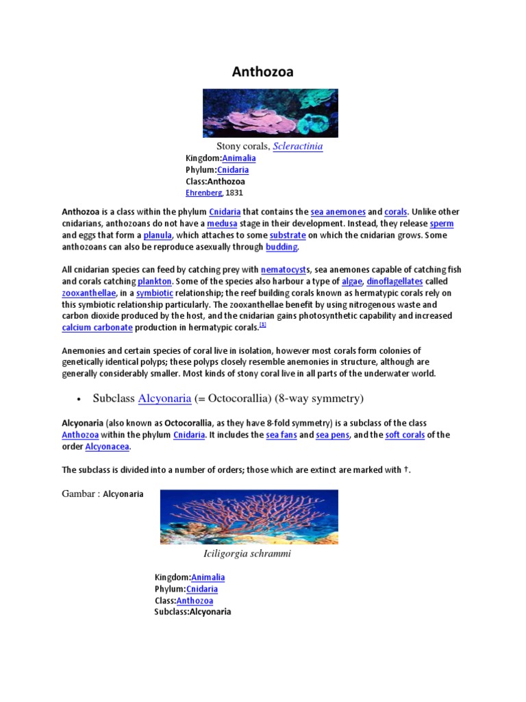 Klas Anthozoa | PDF | Animal Taxonomy | Coral