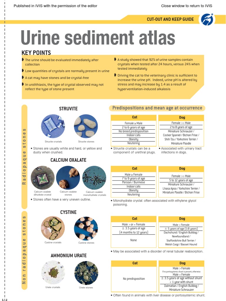 Urine Sediment Atlas: Key Points | PDF | Medical Specialties | Clinical Medicine