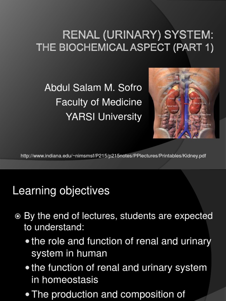 Renal (Urinary) System | PDF | Kidney | Abdomen