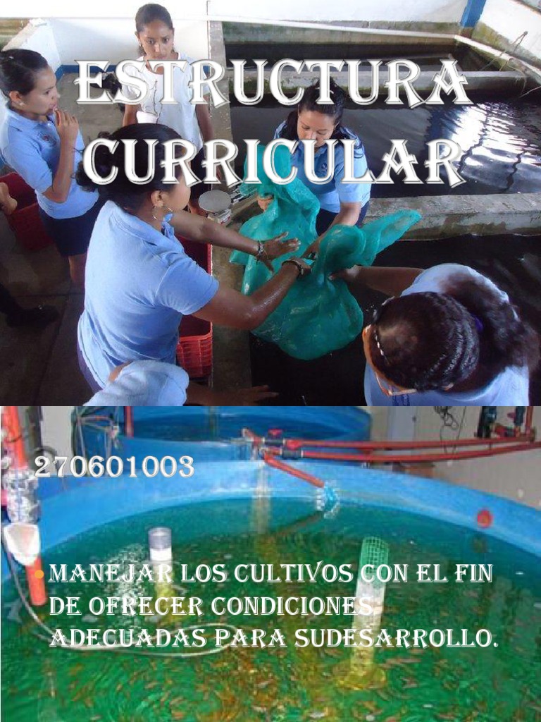 Estructura Curricular | PDF | Ciencia y matemáticas