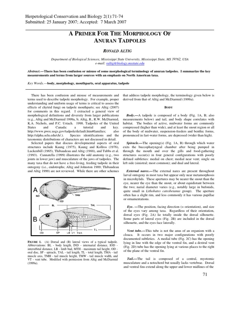 A Primer For The Morphology of Tadpole | PDF | Anatomical Terms Of ...