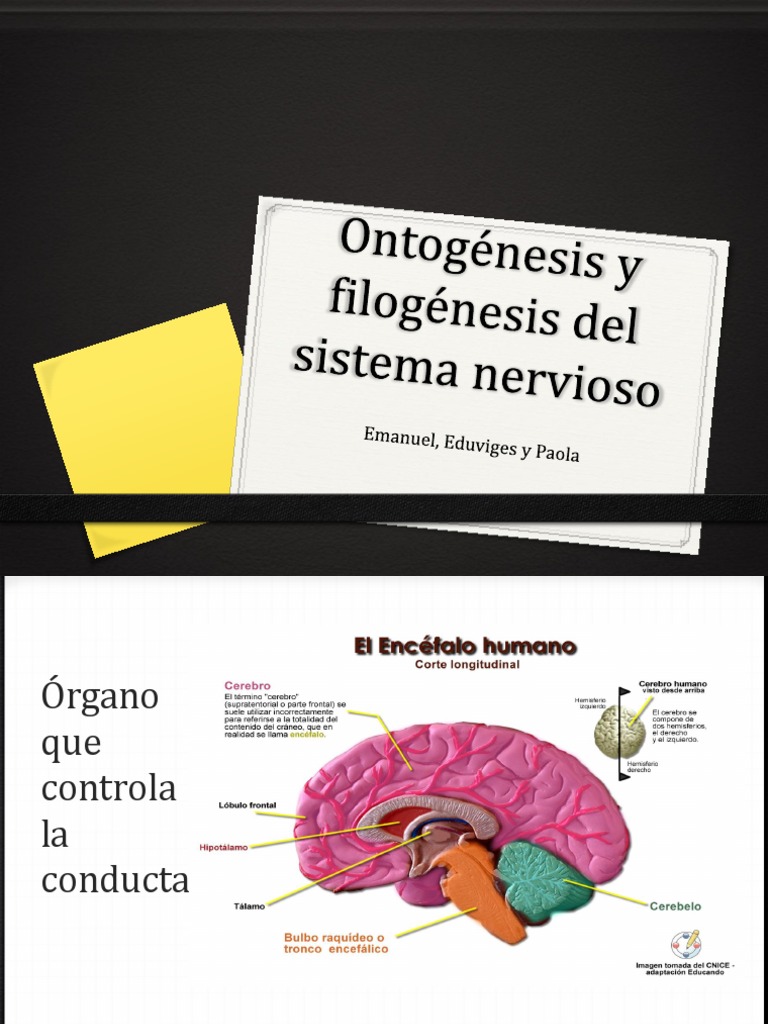 Filogénesis Del Sistema Nervioso | PDF | Homo Sapiens | Homo