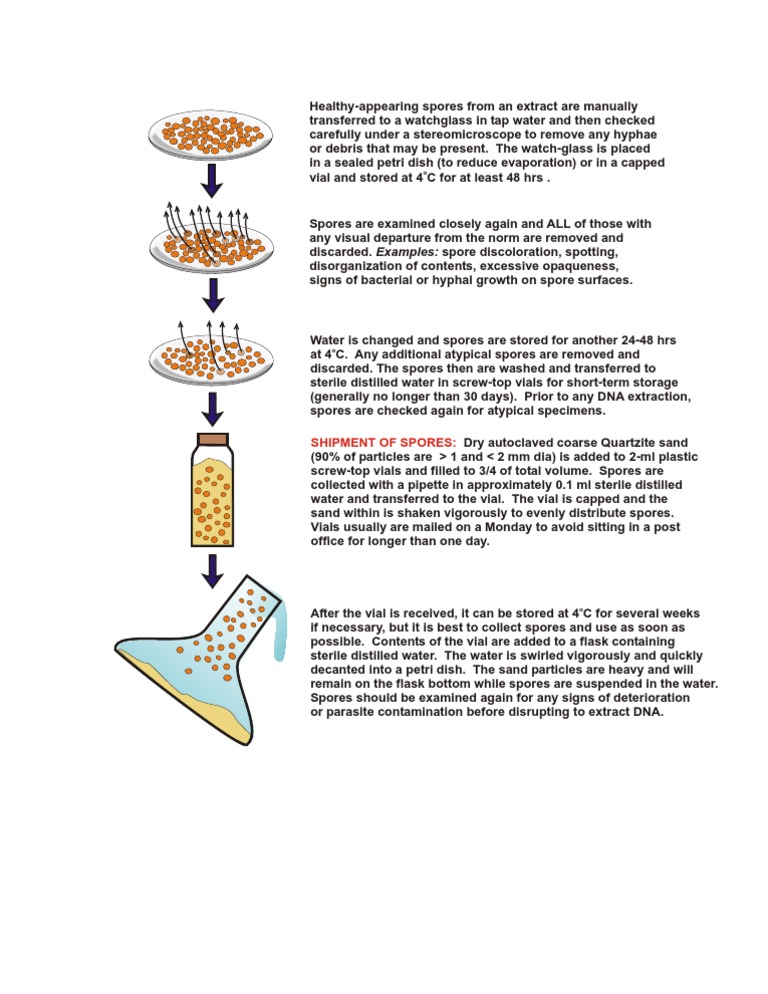 Spore Preparation and Storage Protocol | PDF