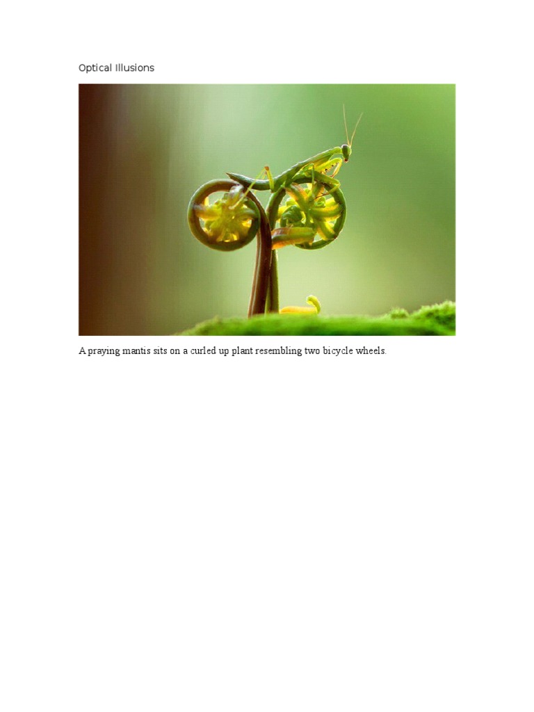 Optical Illusions Pdf Young Adult