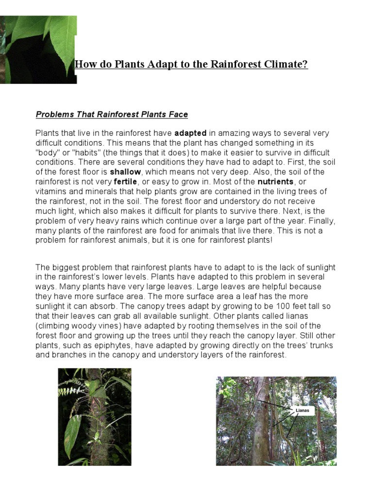 Plant Adaptations To The Rainforest | PDF | Rainforest | Trees