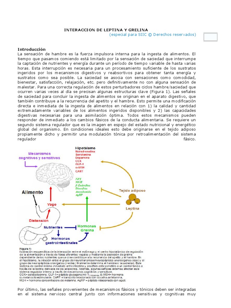 Interaccion de Leptina y Grelina | PDF | Leptina | Tejido adiposo