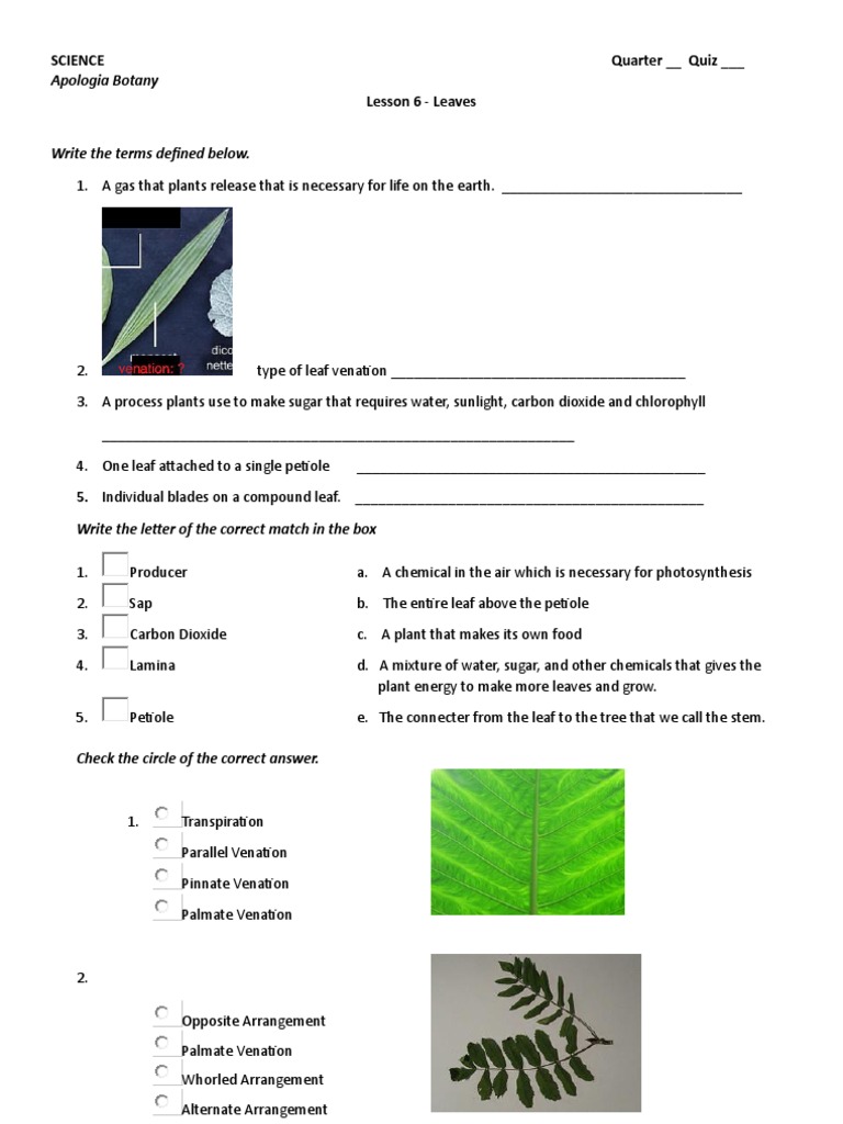 Lesson 6 - Leaves | PDF | Plants | Stoma