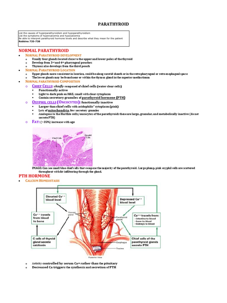 Notes Parathyroid | Parathyroid Gland | Endocrine System