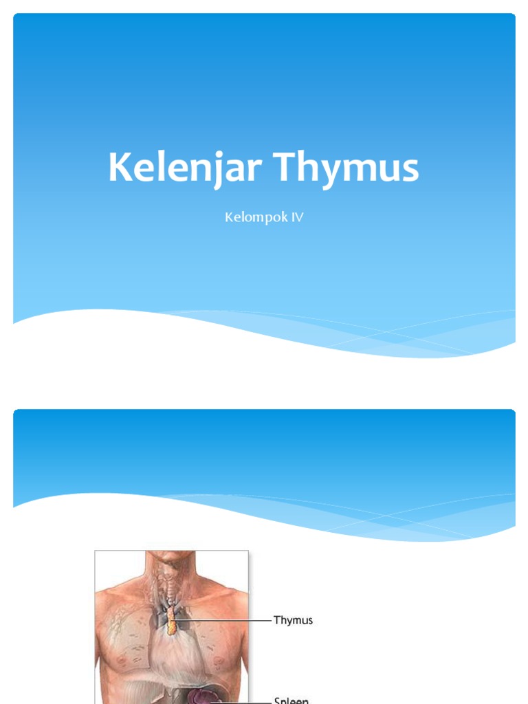 Kelenjar Thymus | PDF | Kesehatan Holistik